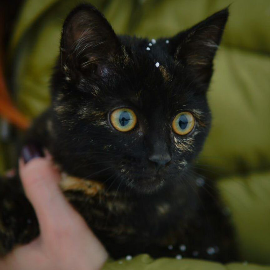 Котенок (трехцветка, 2 месяца) в добрые руки