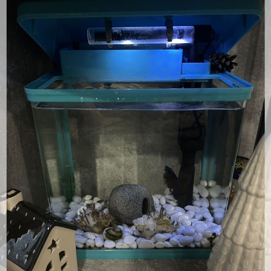 Аквариум бу с рыбками