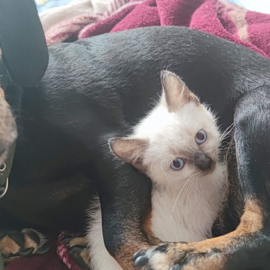 Такса в добрые руки