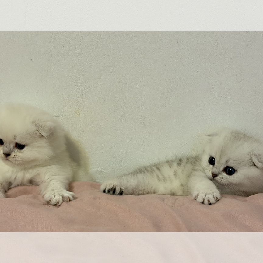 Шотландский прямоухий длинношёрстный котёнок