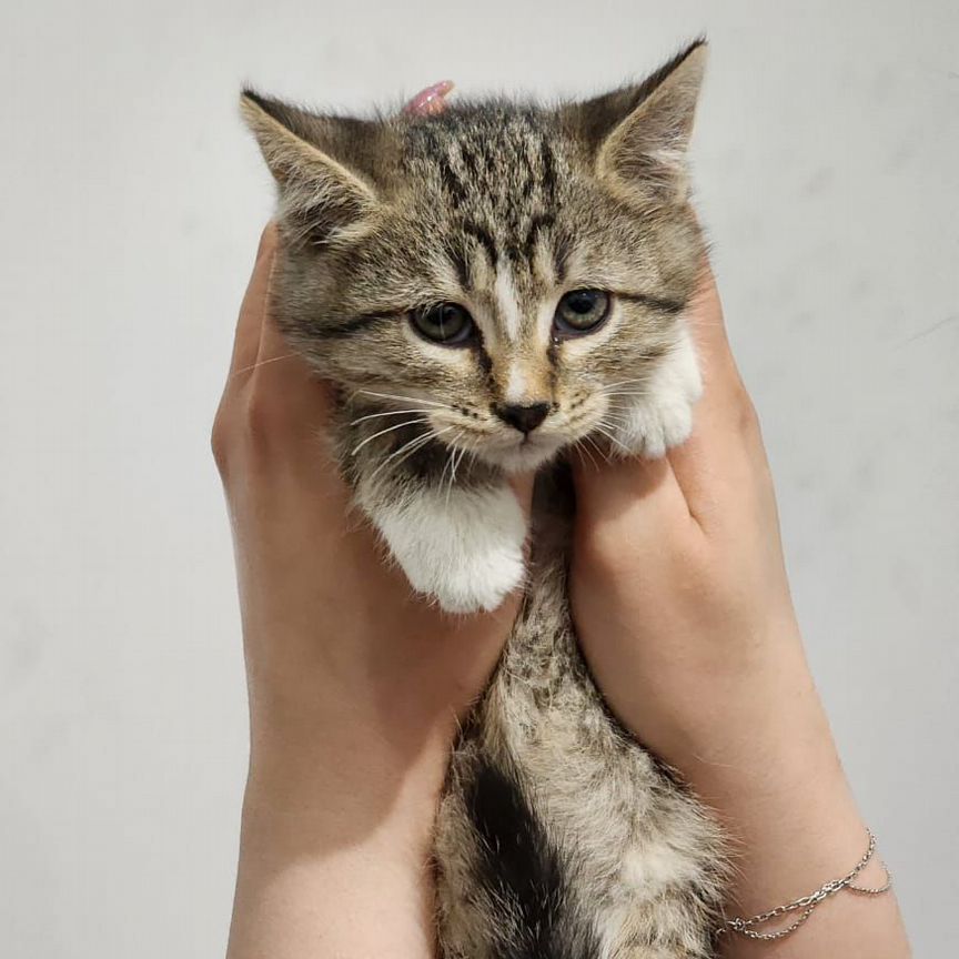 Котенок мальчик- 2.5 месяца