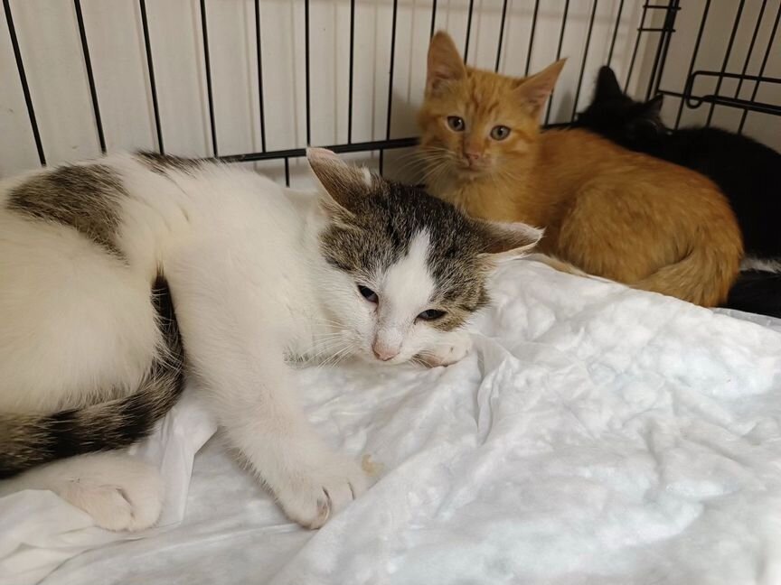 Котята в добрые руки бесплатно