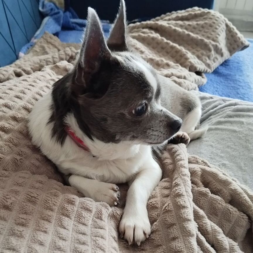 Чихуахуа, взрослая собака