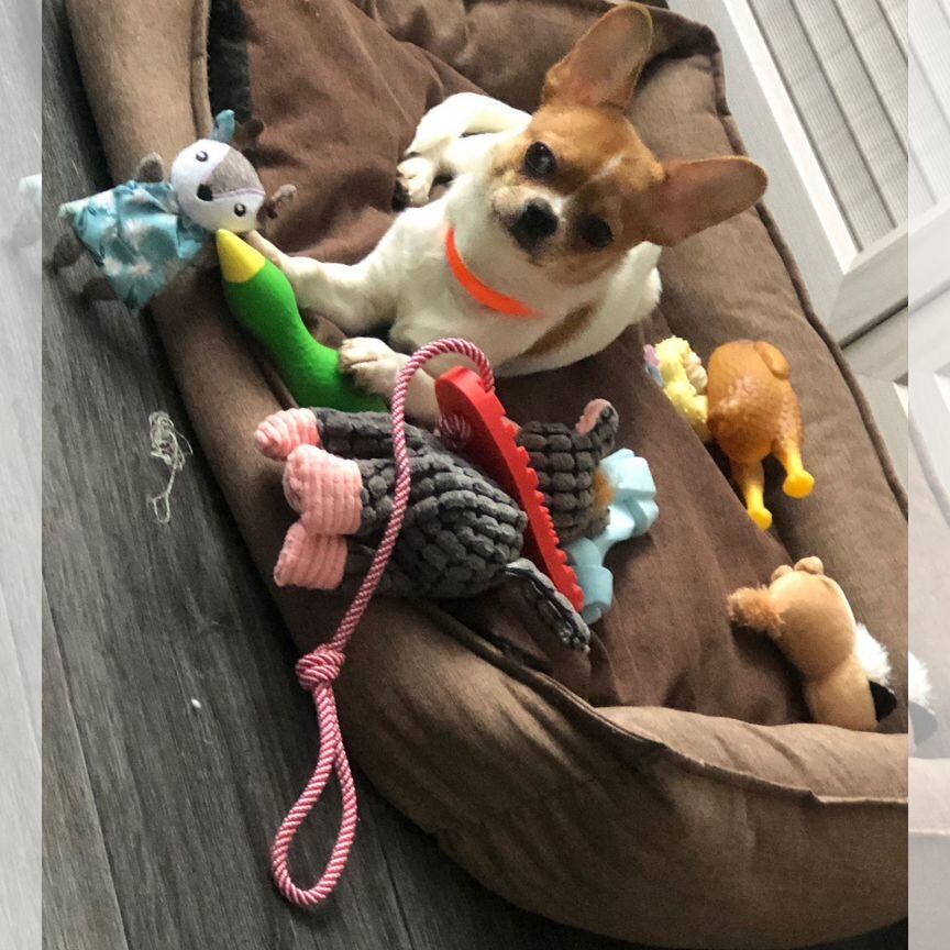 Чихуахуа, щенок