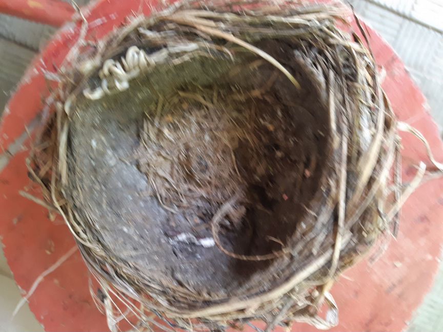 Гнездо дрозда