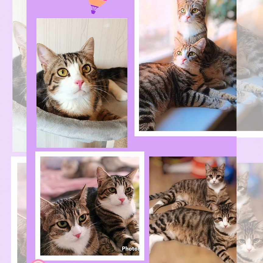 Братья котики в добрые руки
