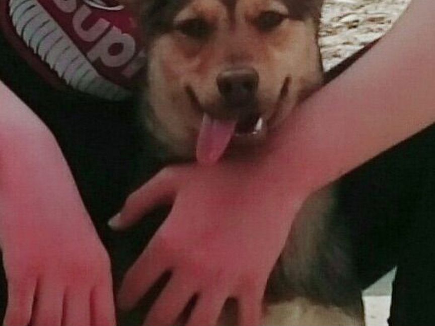 Щенки от Австралийский Келпи