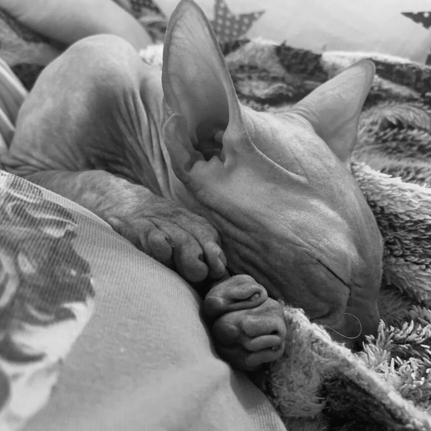 Отдам продам Кошку