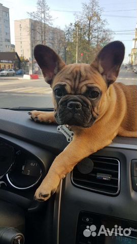 Красная Француз девочка с рфк документами