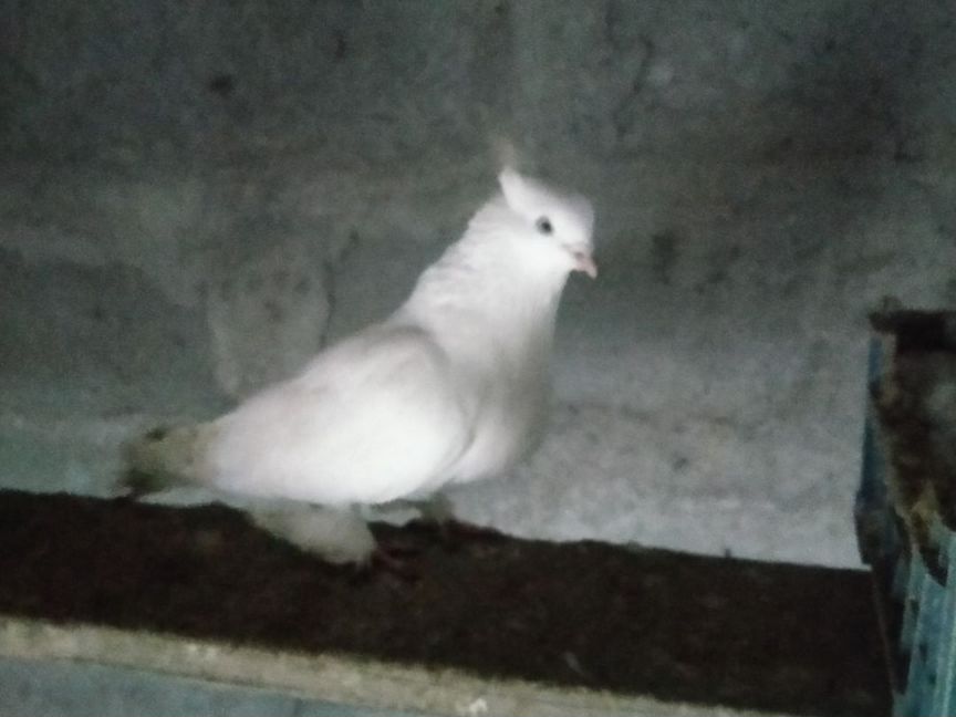 Андижанские голуби