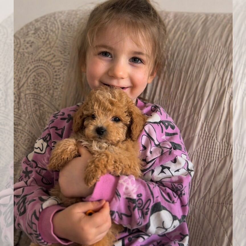 Той-пудель, щенок