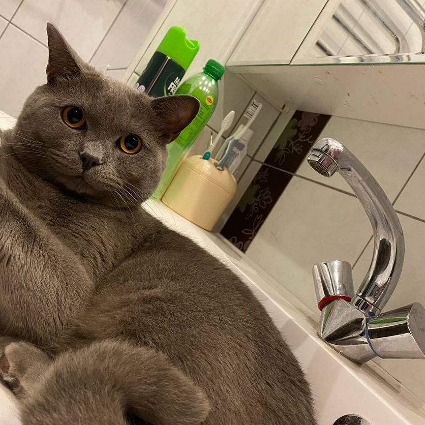Британские котята