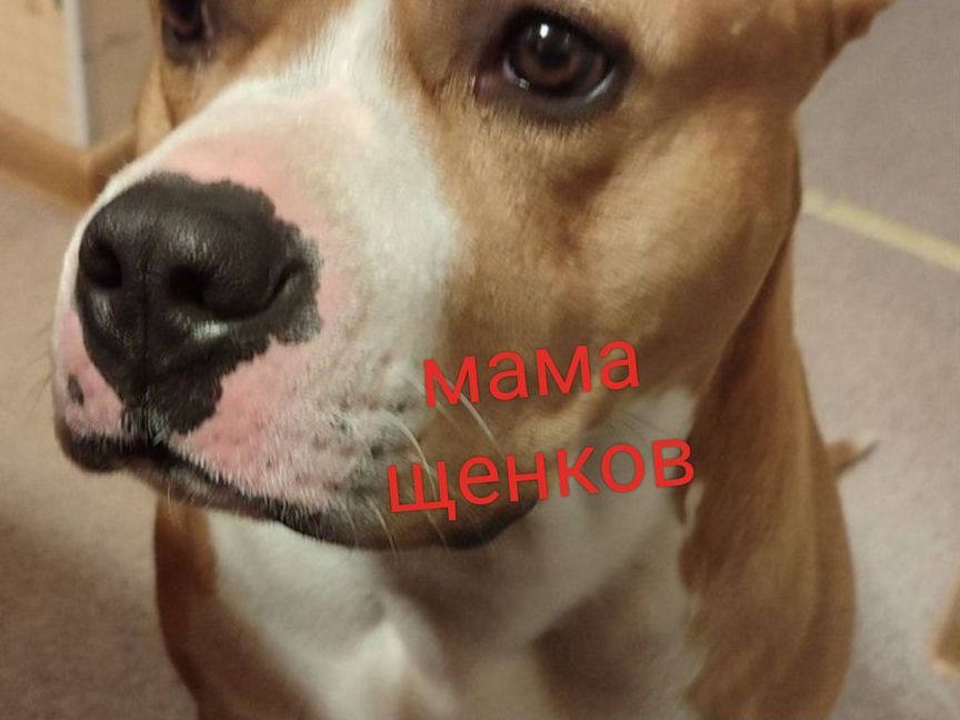 Продам щенков стаффорд