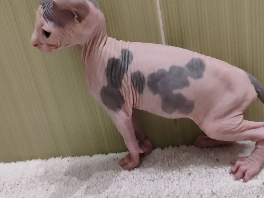 Котёнок канадского сфинкса редкого окраса