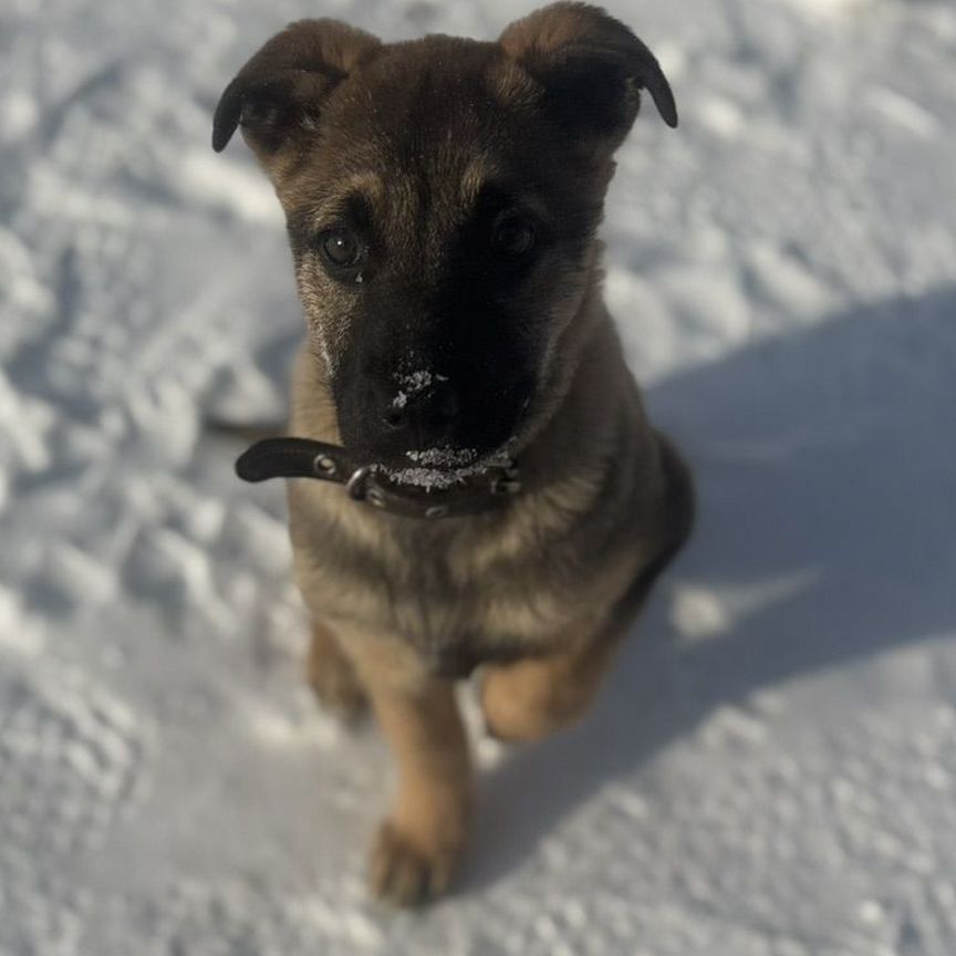 Щенок в добрые руки