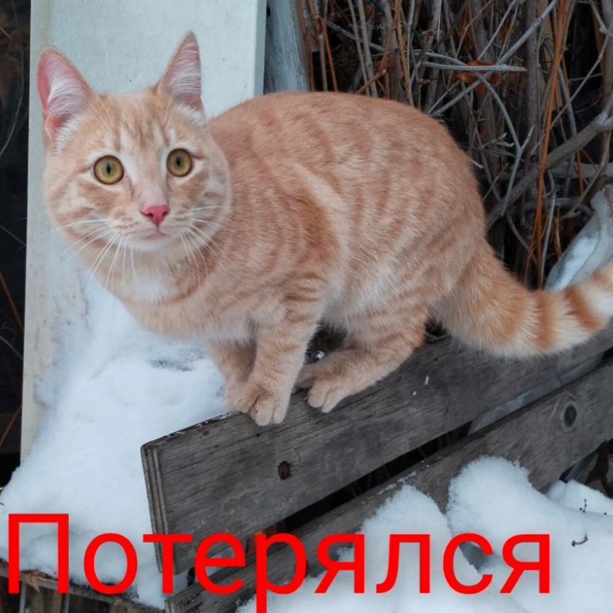 Взрослый кот в добрые руки