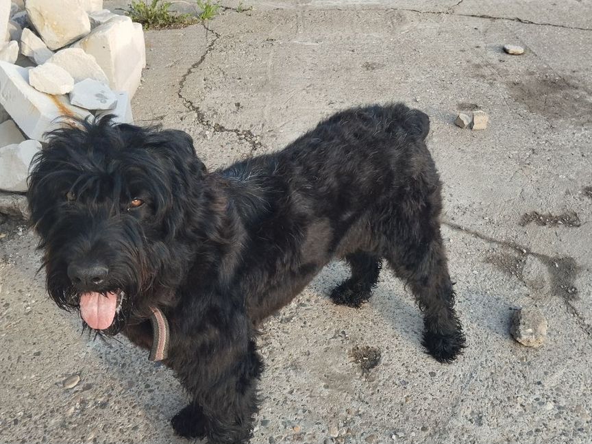 Ищем кобеля чёрного русского терьера для вязки