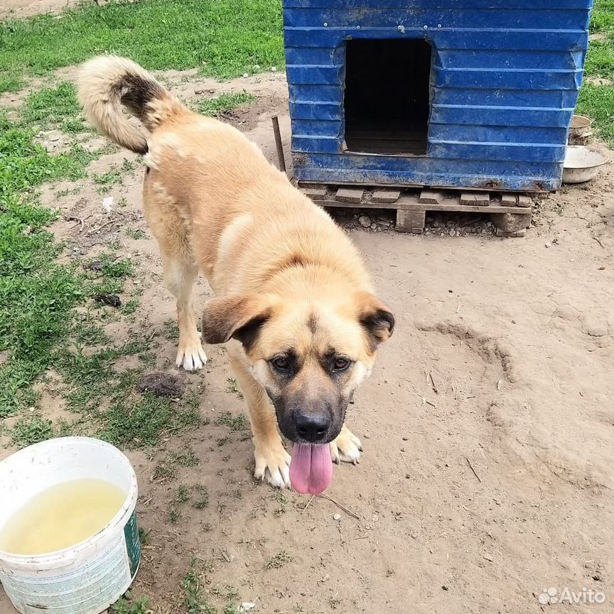 Большая девчонка в добрые руки