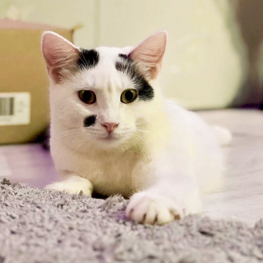 Юная красотка Монро в дар