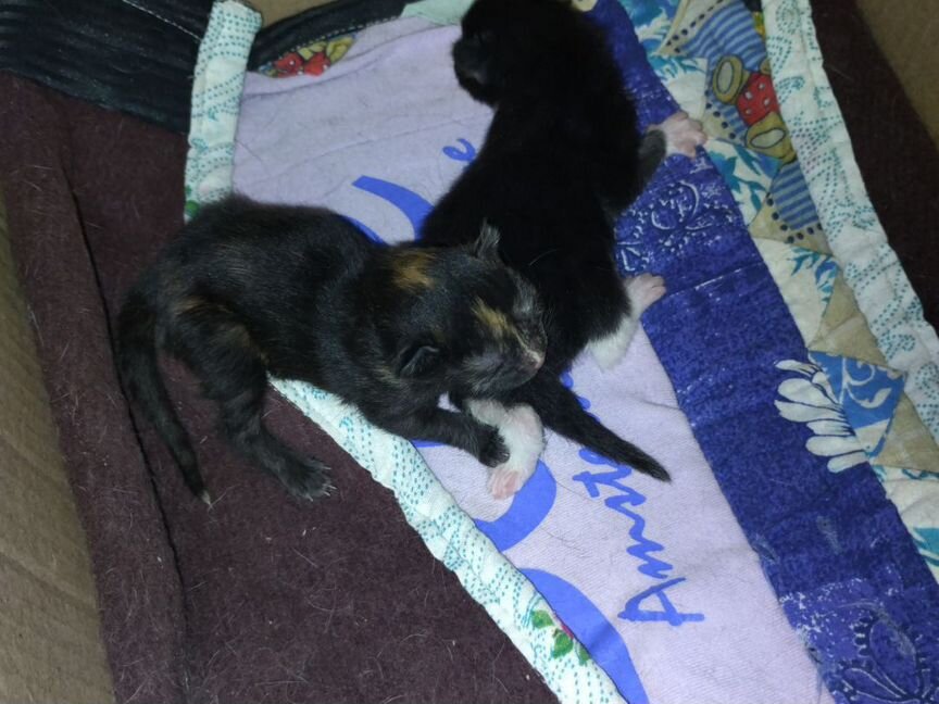 Котята 2шт. Можно будет забирать через месяц