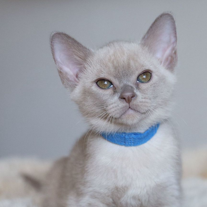 Европейский бурманский котёнок