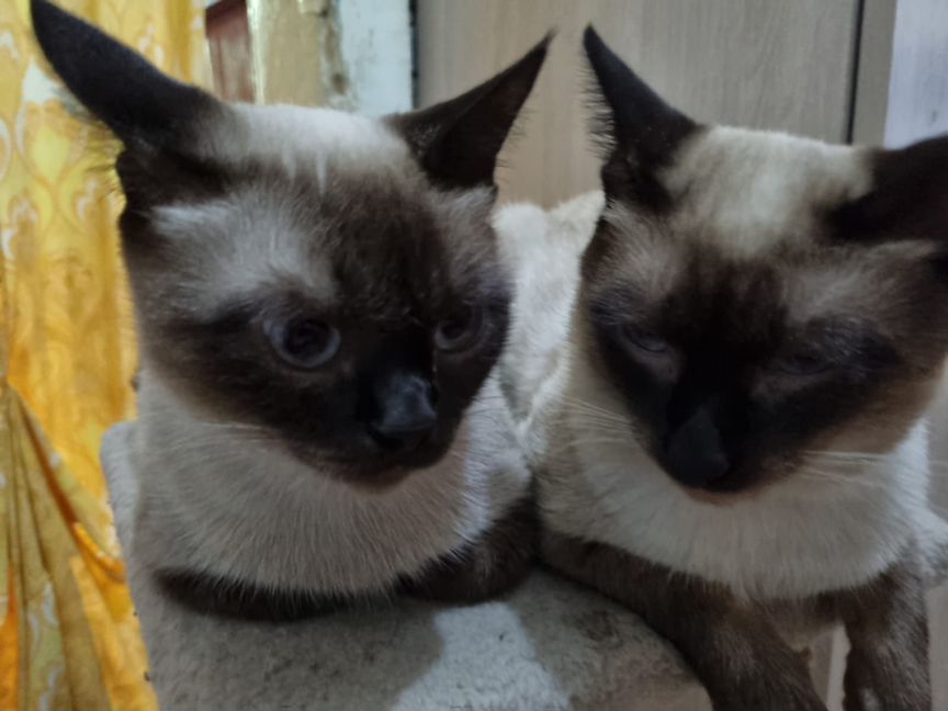 Тайские котята