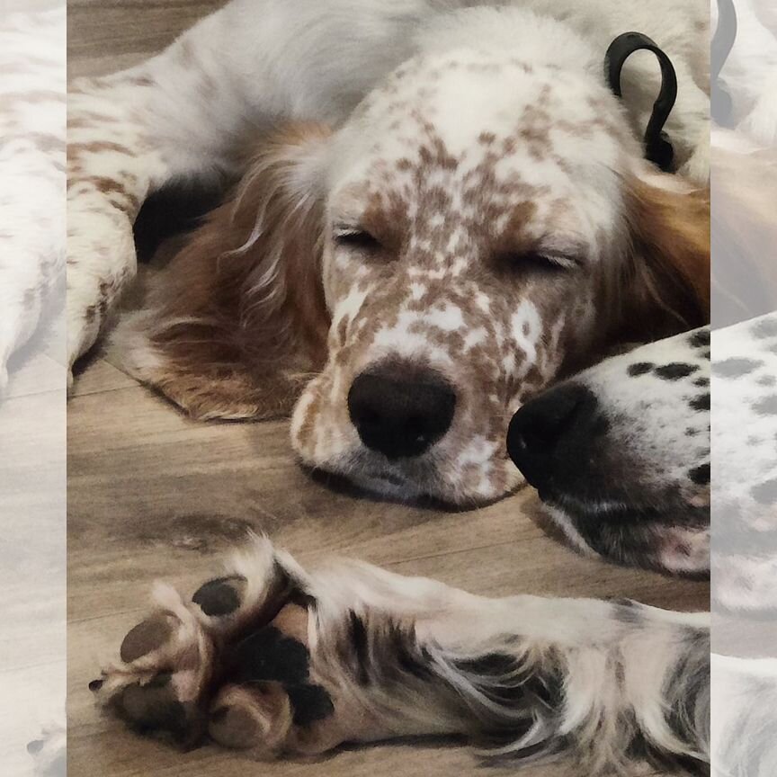 Английский сеттер, щенок