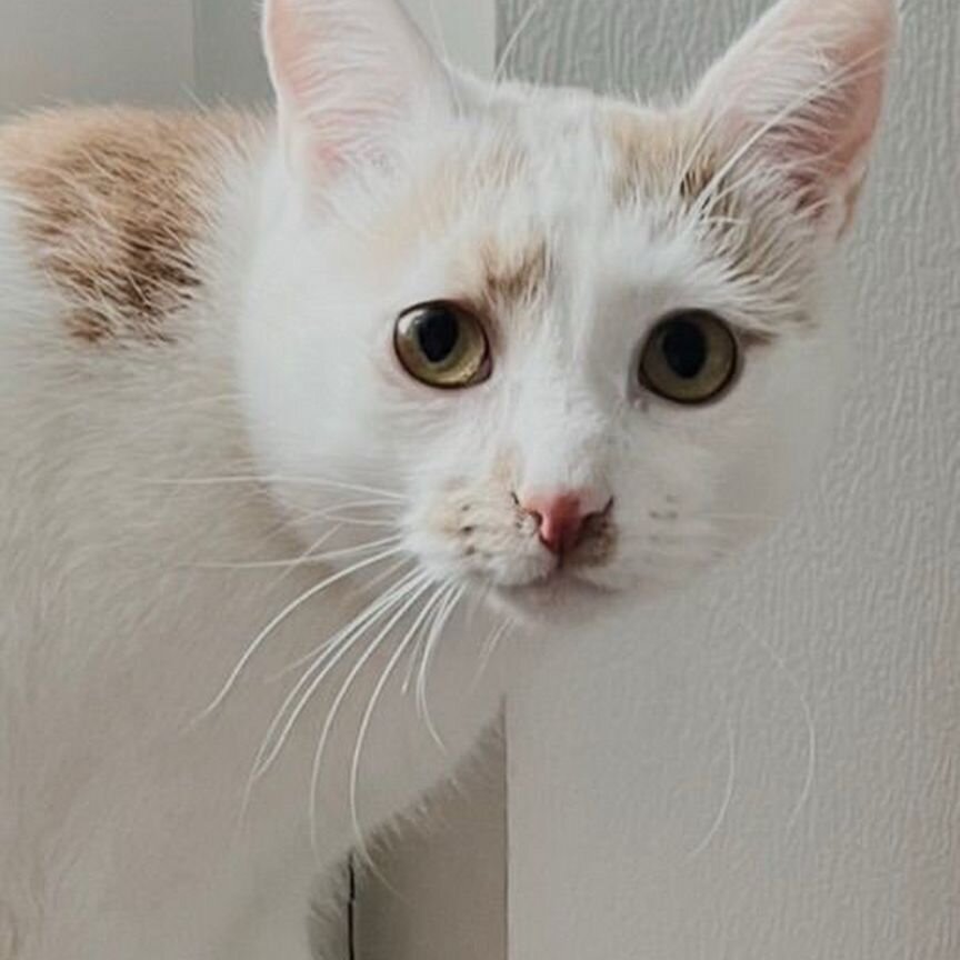 Брошенный котик