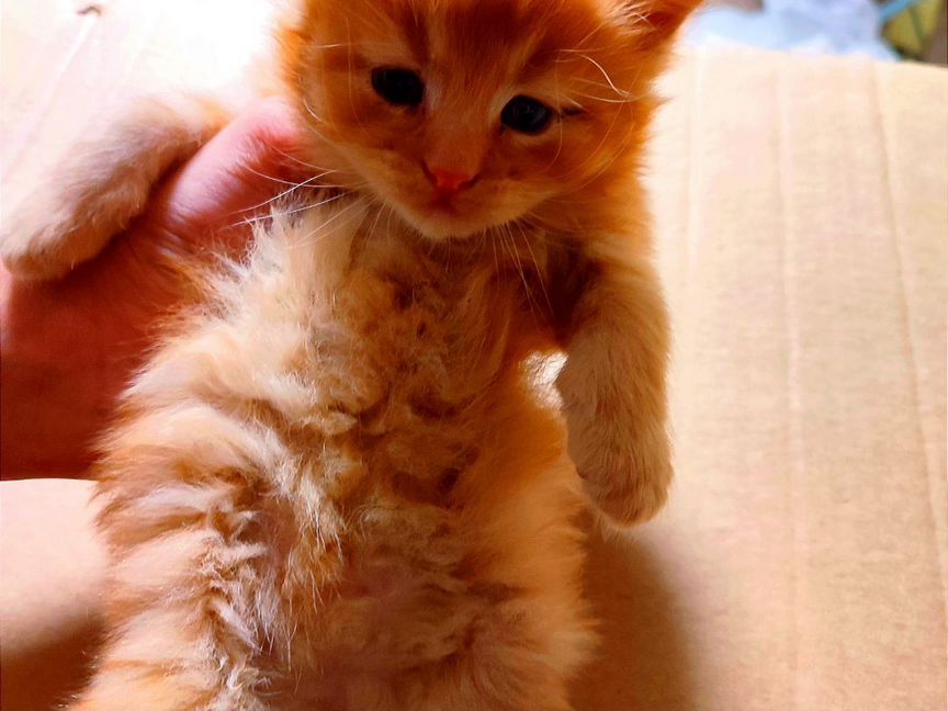 Котята мейн-кун