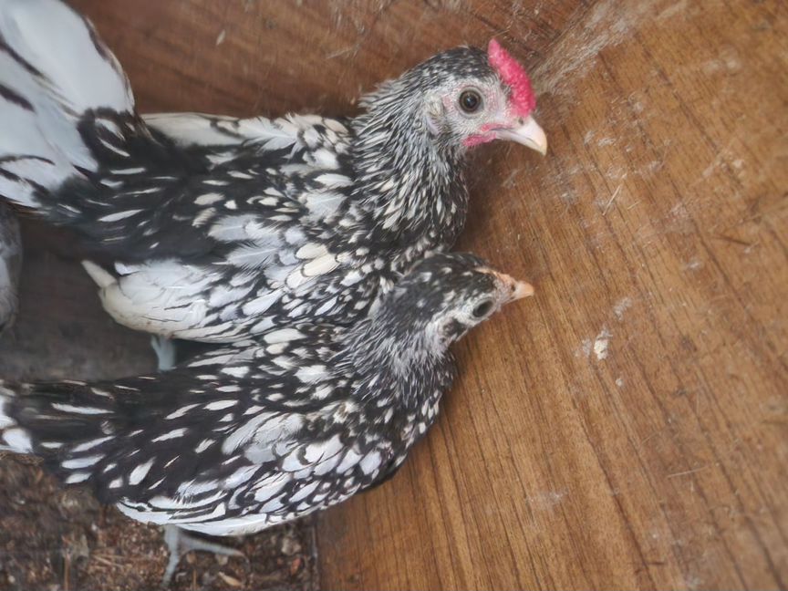 Сибрайт серебро молодые петрушки