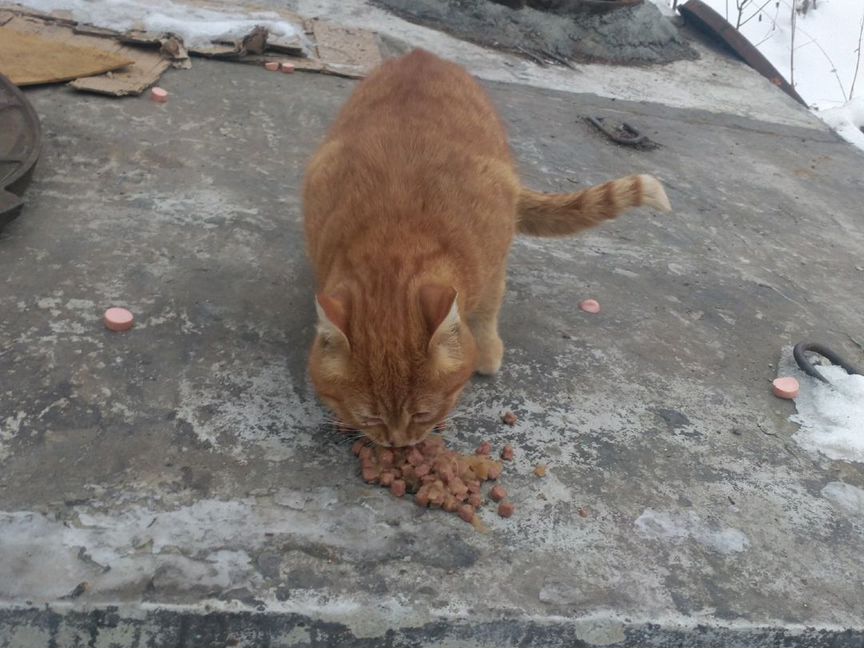 Кот домашний выживает на теплотрассе