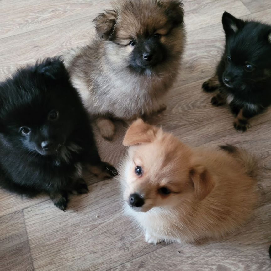 Щенки шпица