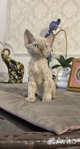 Красивый мальчик Девон Рекс