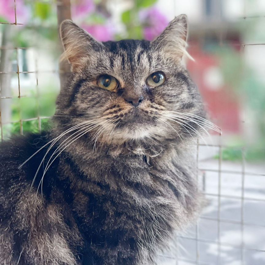 Кошка грустит в приюте