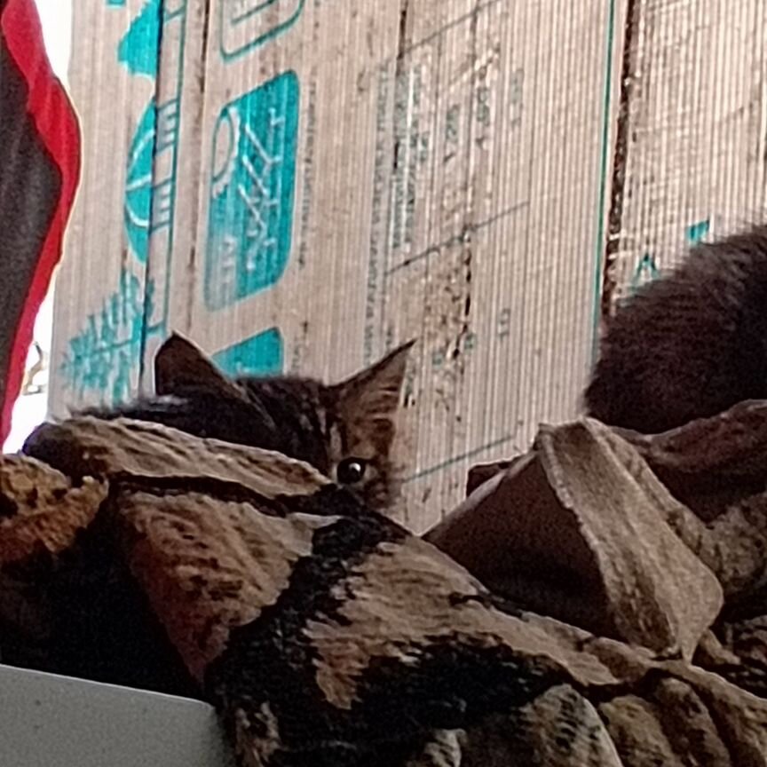 Котята в добрые руки бесплатно