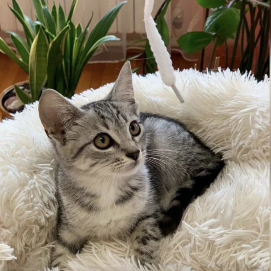 Просто роскошный котенок