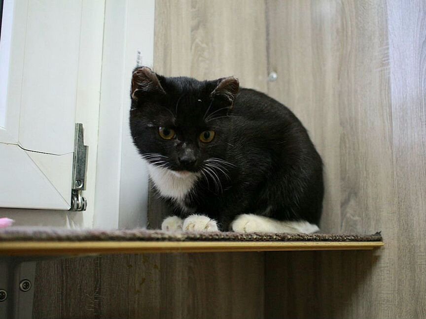 Котенок с грустными глазами