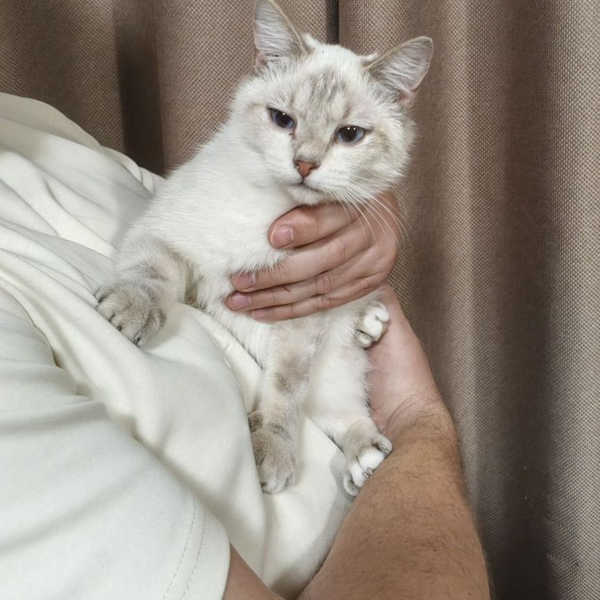 Охос азулес котёнок