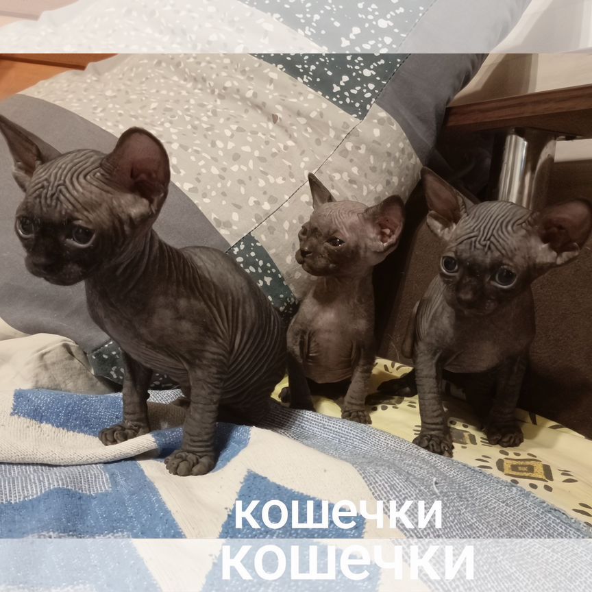Канадский сфинкс котёнок