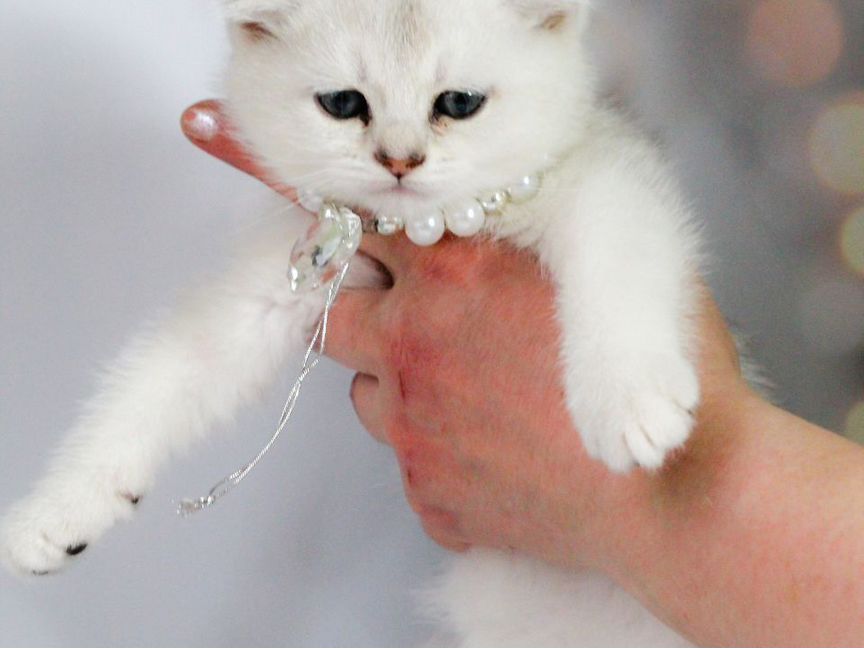 Серебристый шотландский мальчик к Новому Году