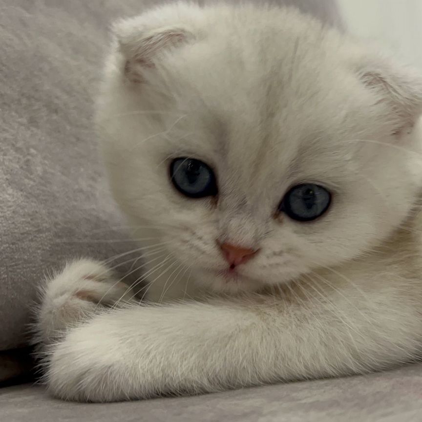 Шотландский вислоухий короткошёрстный котёнок