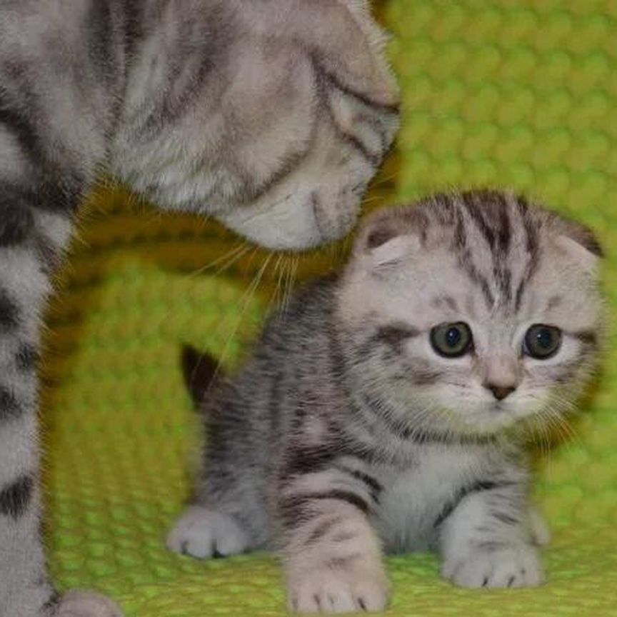 Шотландские Котята