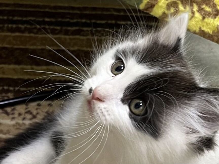 Котятки чудесные в добрые руки