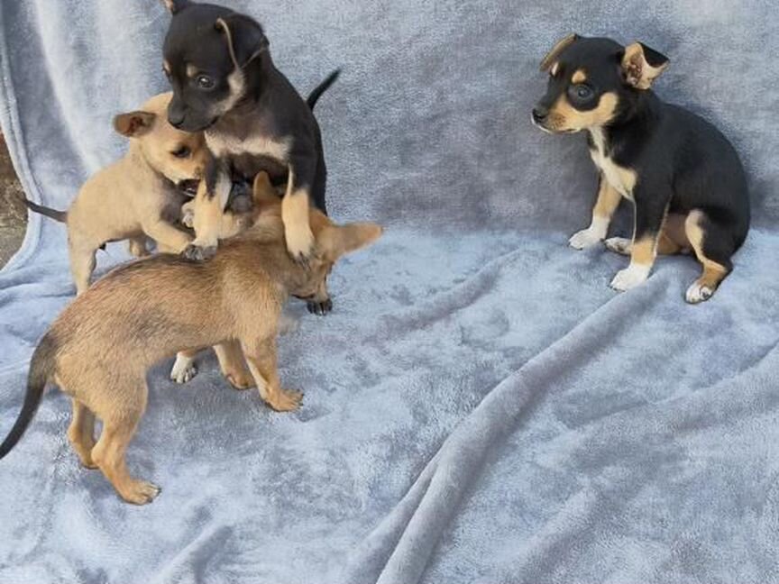 Щенки русский той-терьер