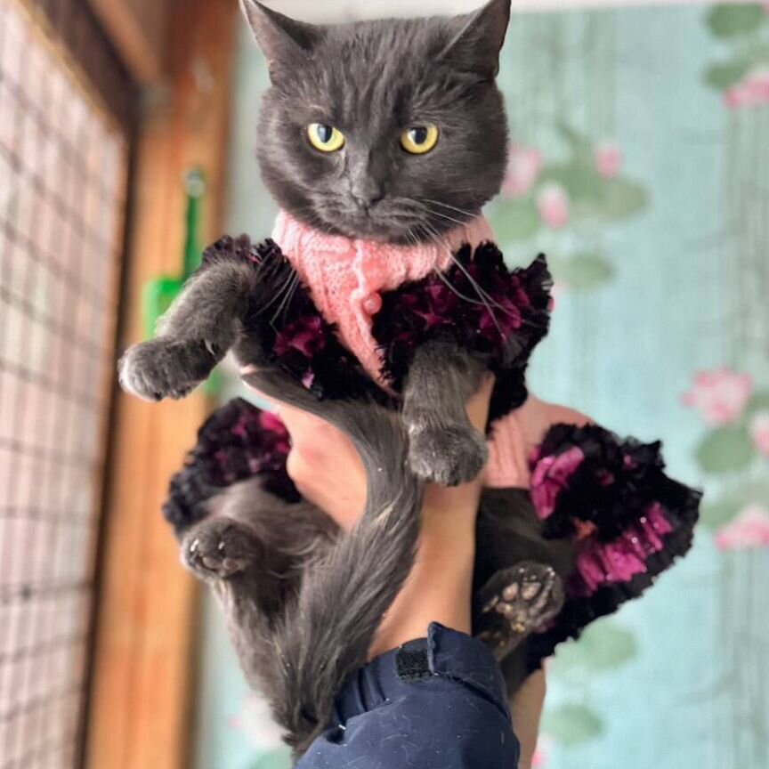 Взрослая, кошка в добрые руки