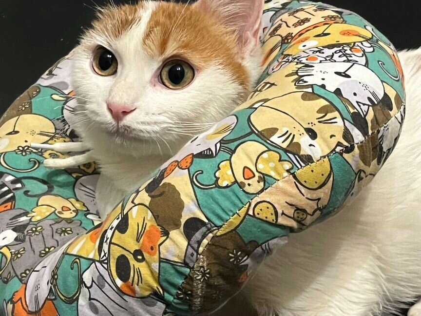 Кот инвалид в добрые руки