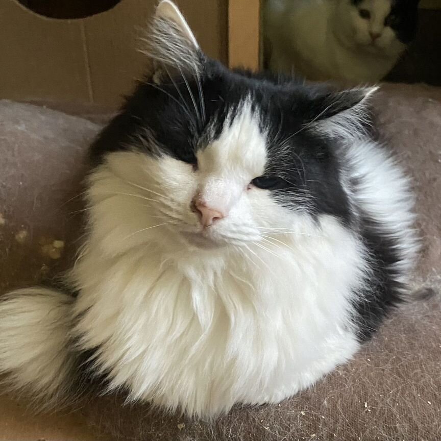 Кот Саймон
