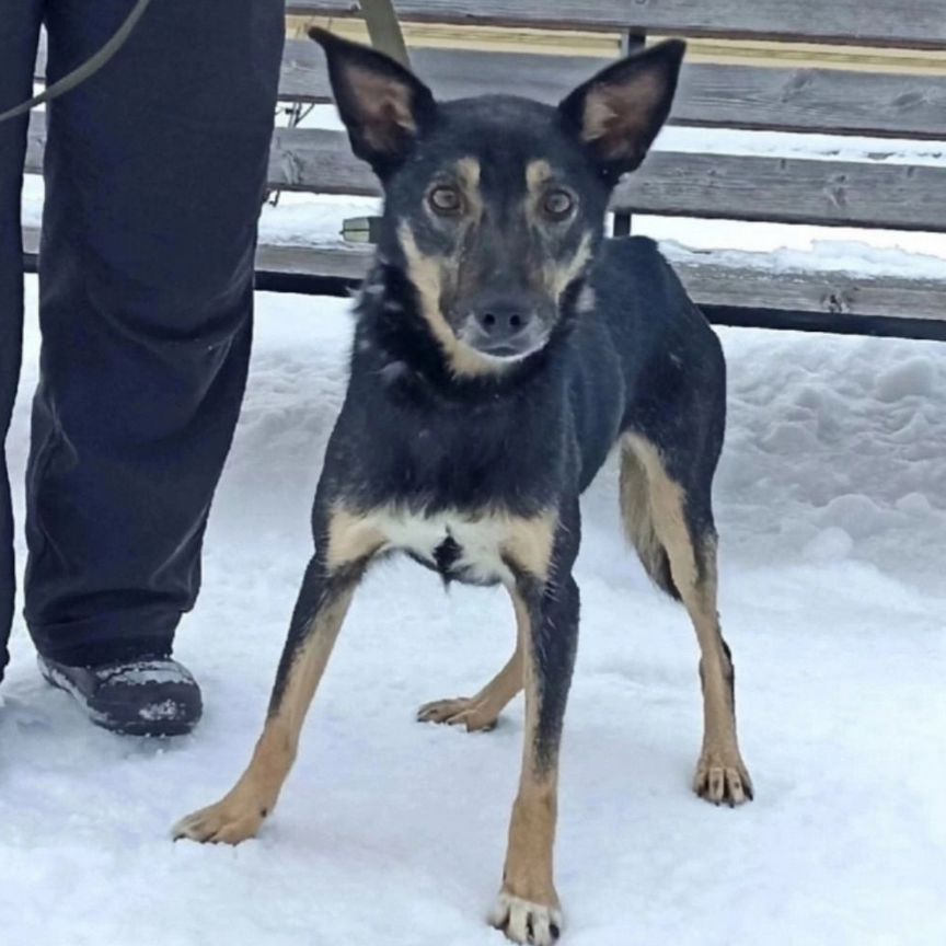 Взрослая собака в добрые руки