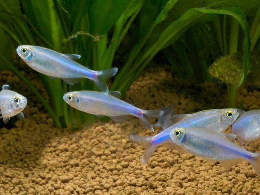 Боэлка Фрэдкоха или Тетра голубая