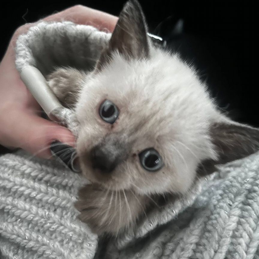 Котёнок в добрые руки